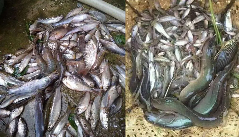 Diduga Karena Limbah, Ribuan Ikan Native di Sungai Cipunagara Desa ...